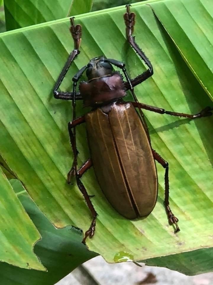 Remphan hopei from Borneo, Lahad Datu, Sabah, MY on October 1, 2018 at ...