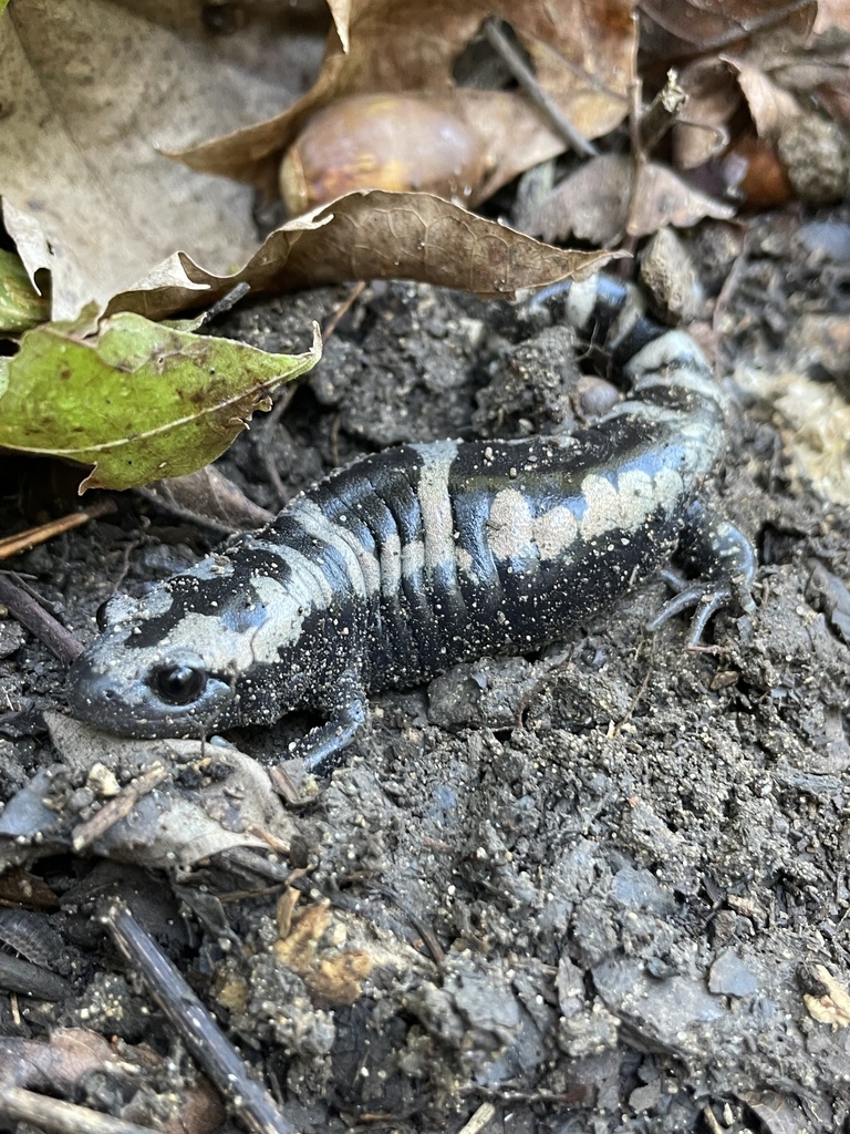 Marbled Salamander from Mark Twain National Forest, Potosi, MO, US on ...