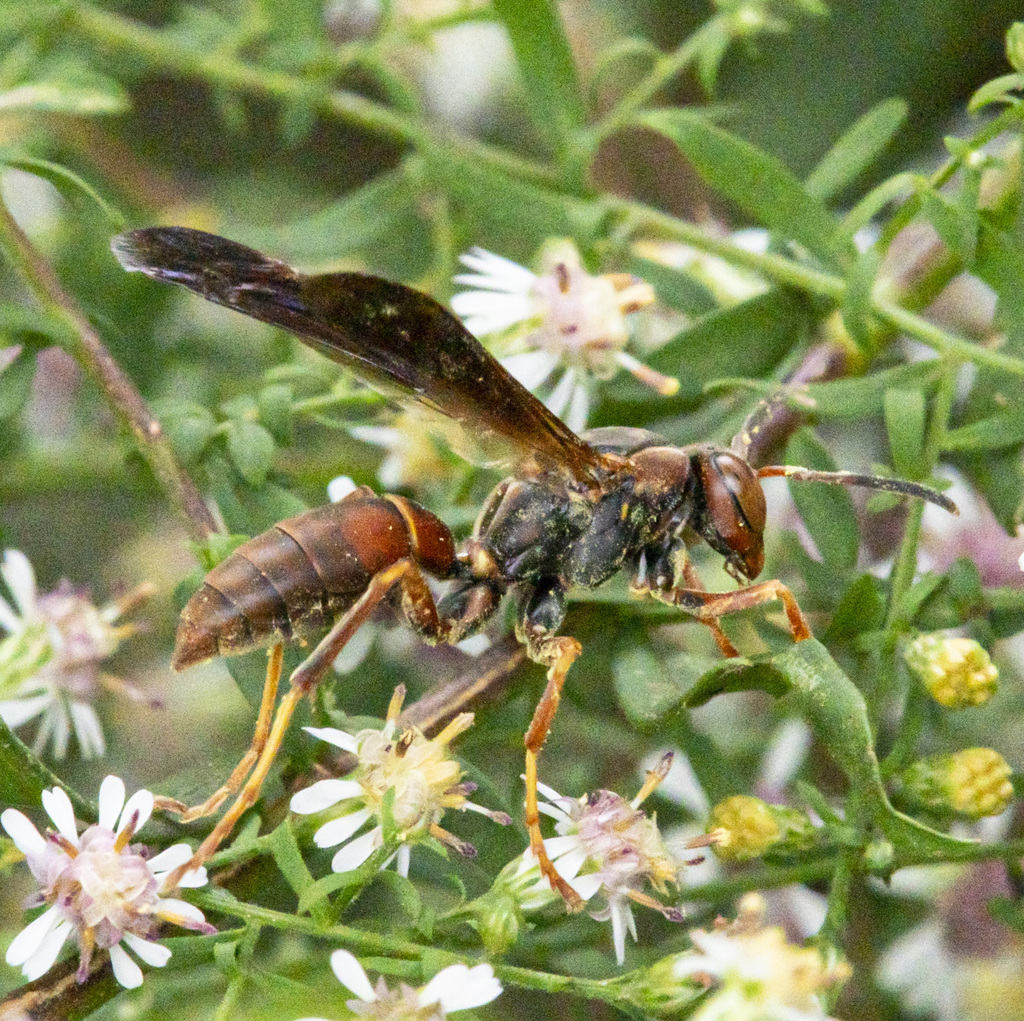 fuscatus-group Paper Wasps from IWLA Augusta County, VA on September 24 ...
