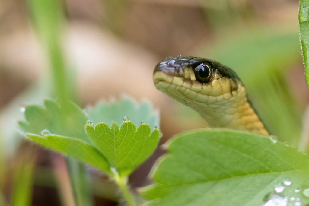 Valley Garter Snake from Lake County, OR, USA on July 4, 2022 at 12:43 ...