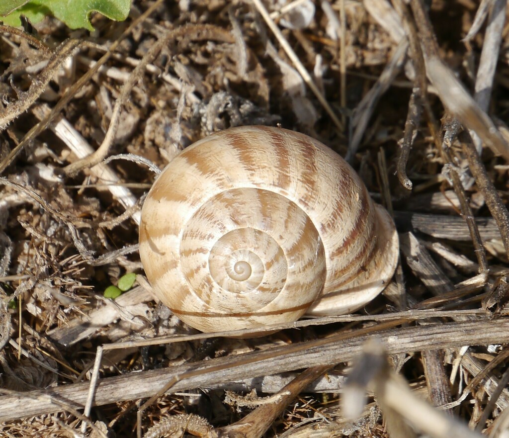 Chocolate-band Snail from Son Espanyol, Palma, Islas Baleares, España ...