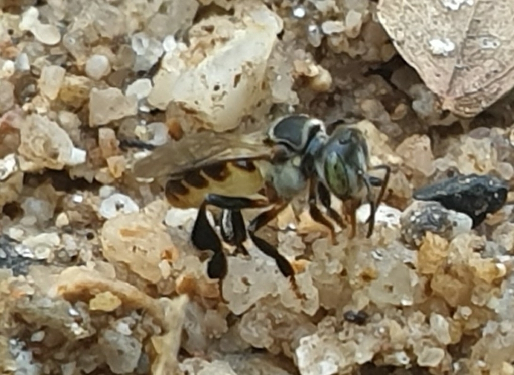 Lepidotrigona from CW78+R29, Chiang Dao, Chiang Dao District, Chiang ...