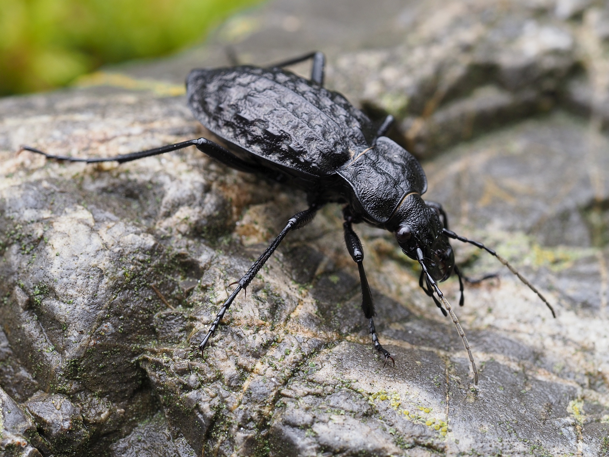 Carabus variolosus Fabricius, 1787