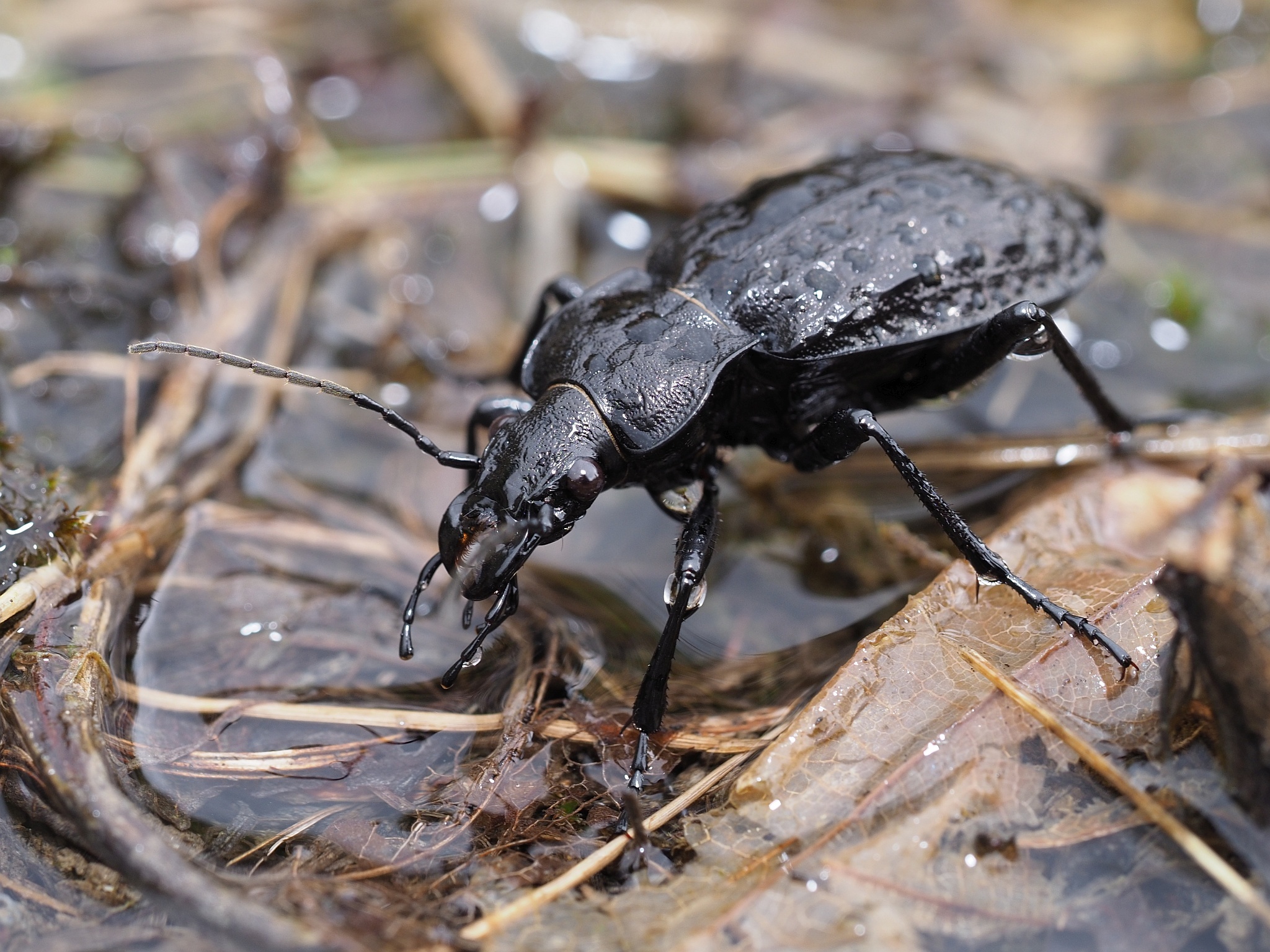 Carabus variolosus Fabricius, 1787
