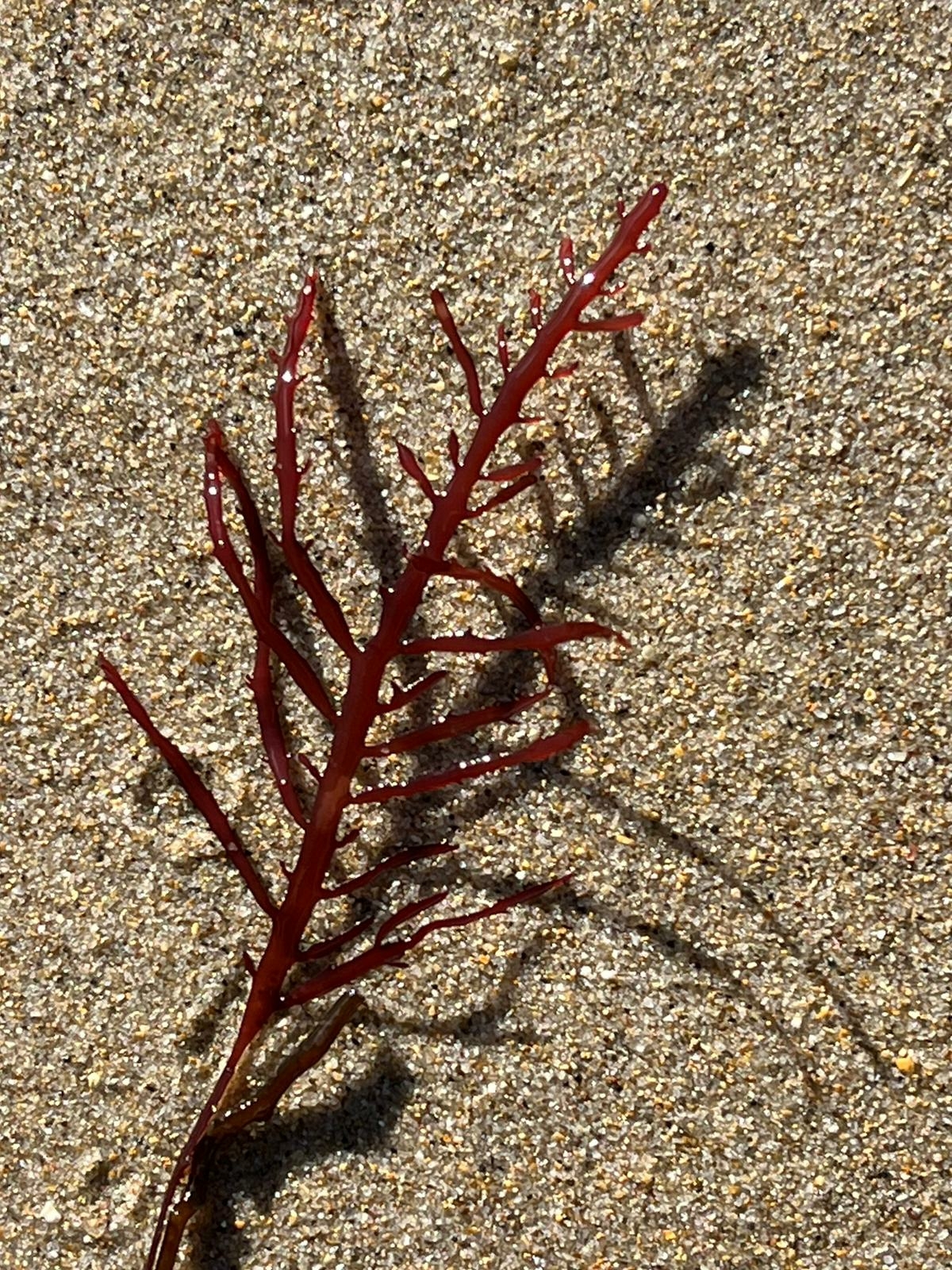 Gelidium J.V.F.Lamouroux, 1813