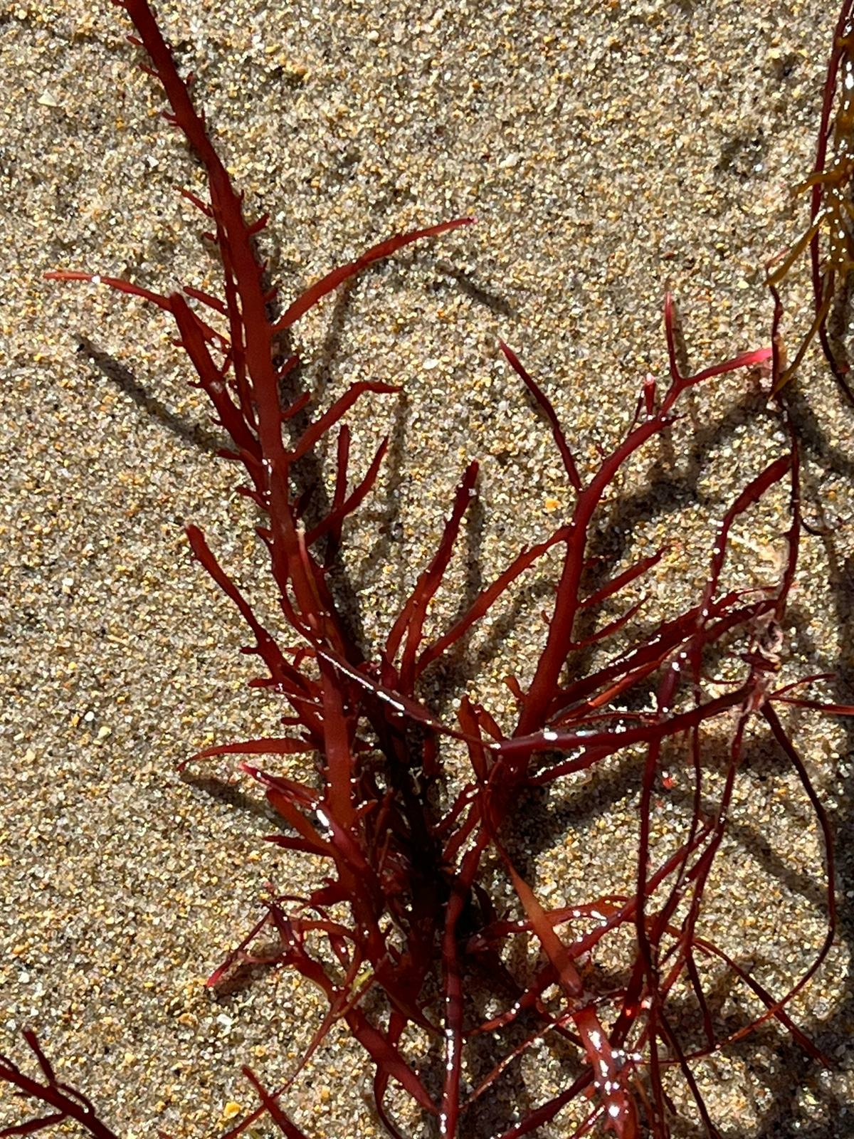 Gelidium J.V.F.Lamouroux, 1813