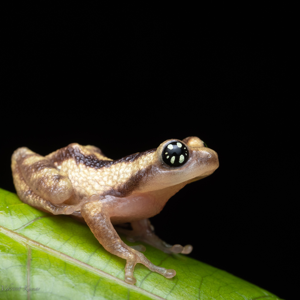 Ochlandra shrub frog (Amphibians of Kerala) · iNaturalist