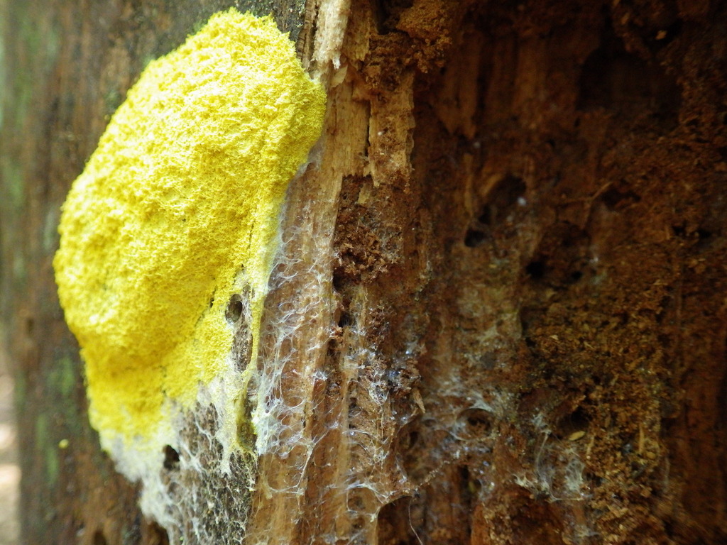 true slime molds from Ravenna, Seattle, WA, USA on September 30, 2022 ...