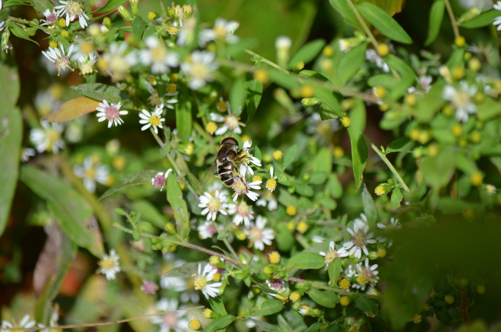 Black-shouldered Drone Fly from Blendon Woods Metro Park, Columbus, OH ...