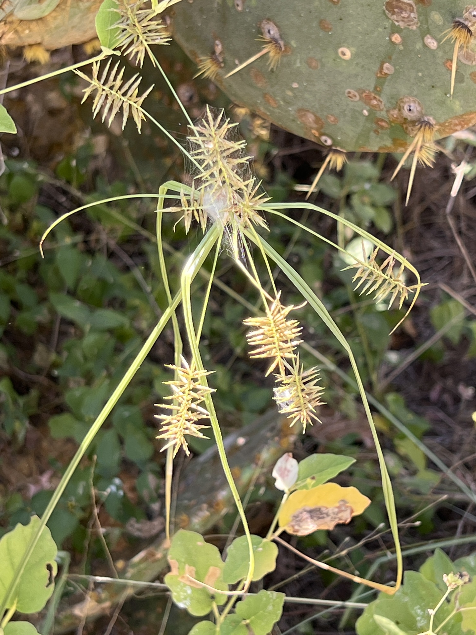 Cyperus retroflexus Buckley