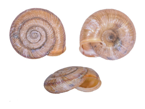 Cathaica pekinensis · iNaturalist
