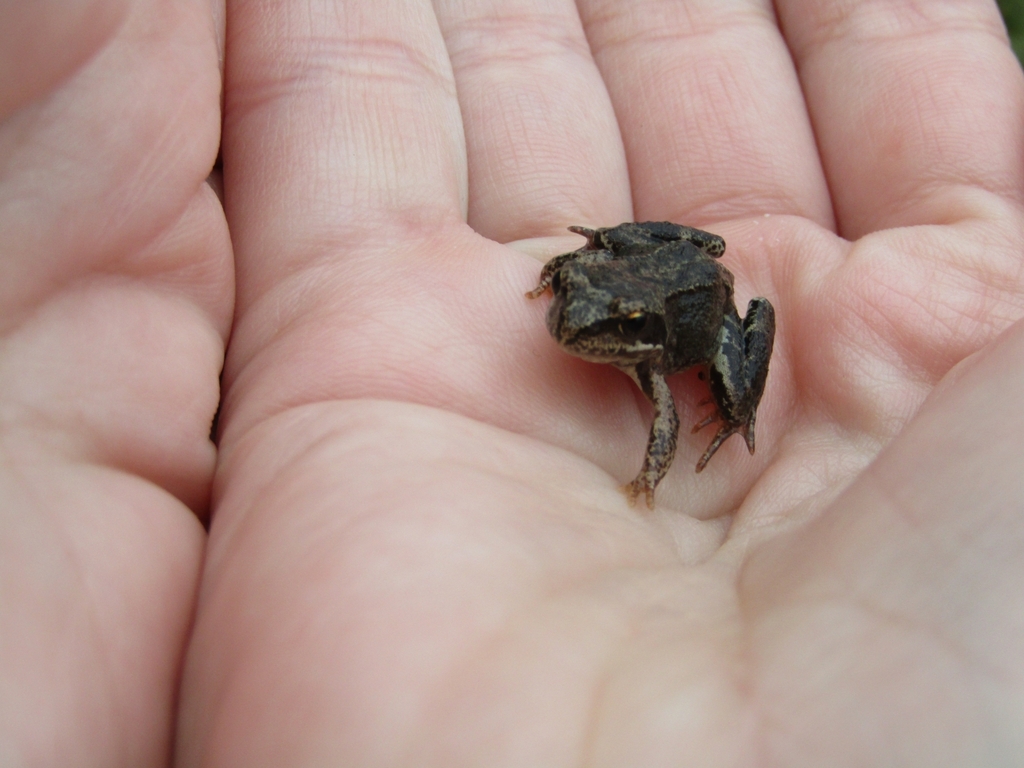 European Common Frog from Ленинградская обл., Россия, 187406 on October ...