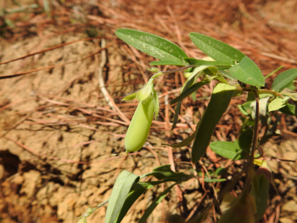 arrowhead rattlebox from Raven Rd, Smithville, TX, US on October 01 ...