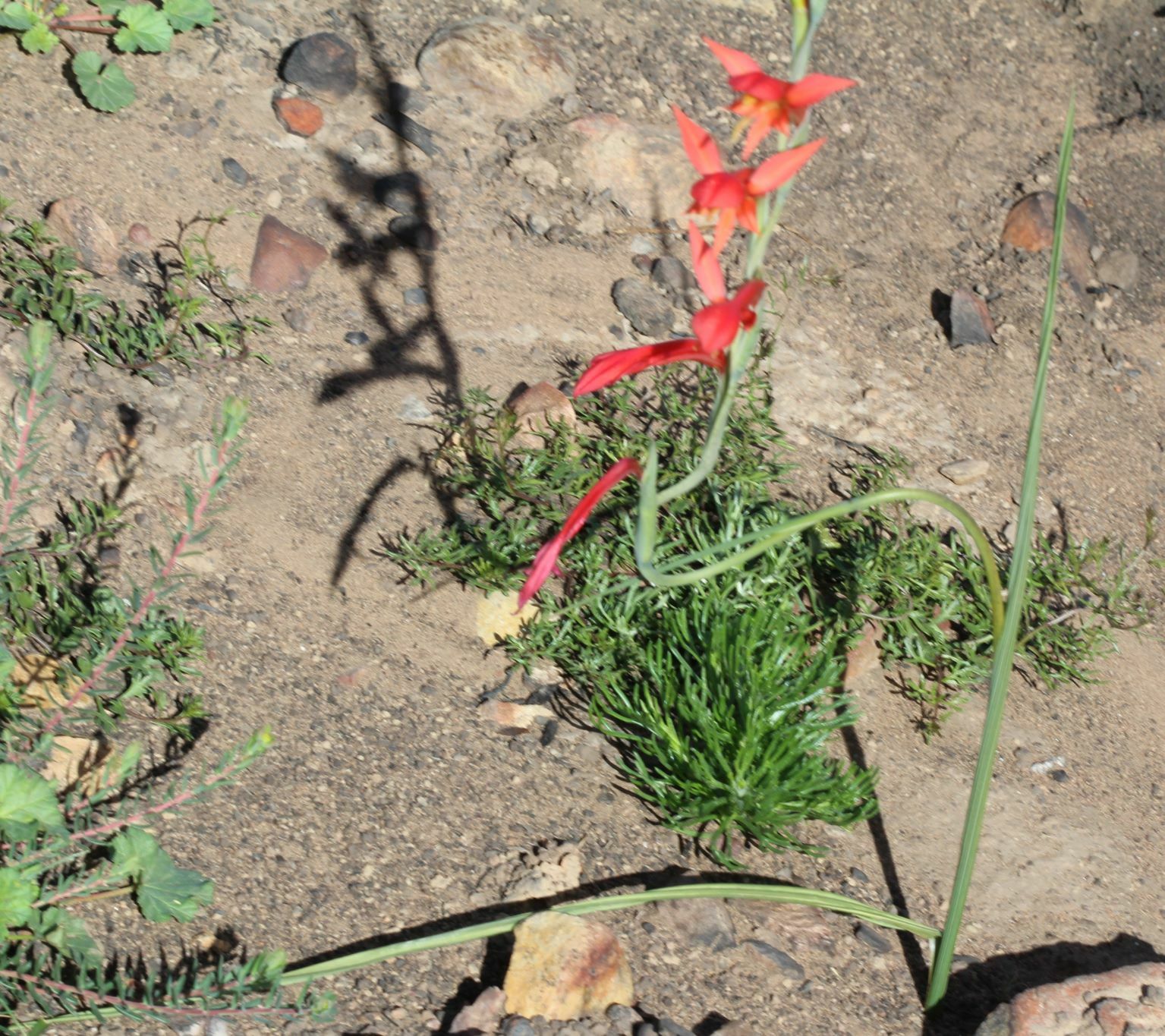 Gladiolus quadrangularis (Burm.f.) Aiton