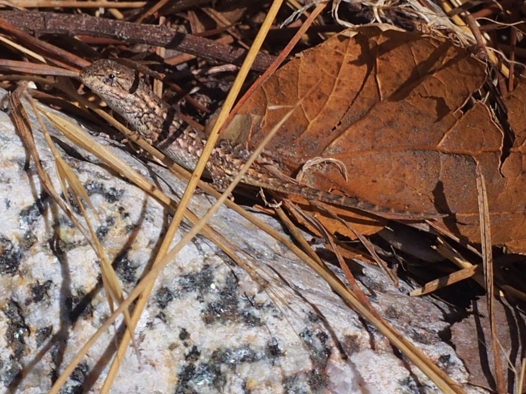 Coast Range Fence Lizard From Santa Cruz Co Ca On September 3 2015 By James Maughn · Inaturalist