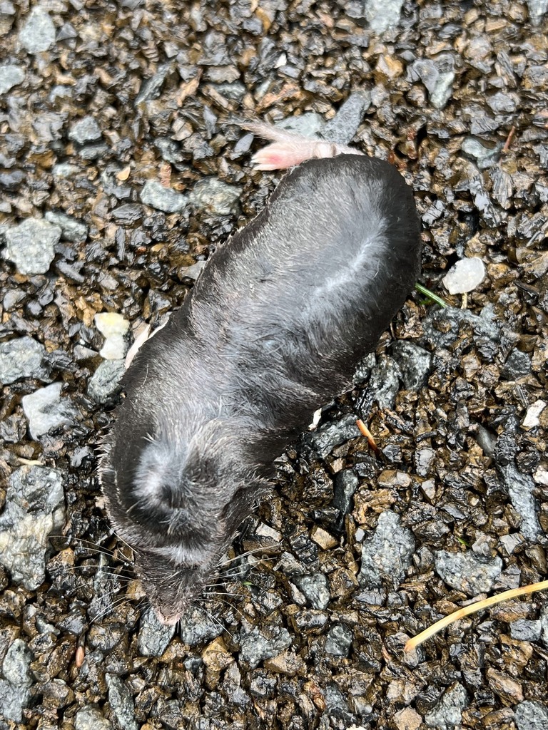 Northern Short-tailed Shrew from Villanova, PA, USA on October 1, 2022 ...