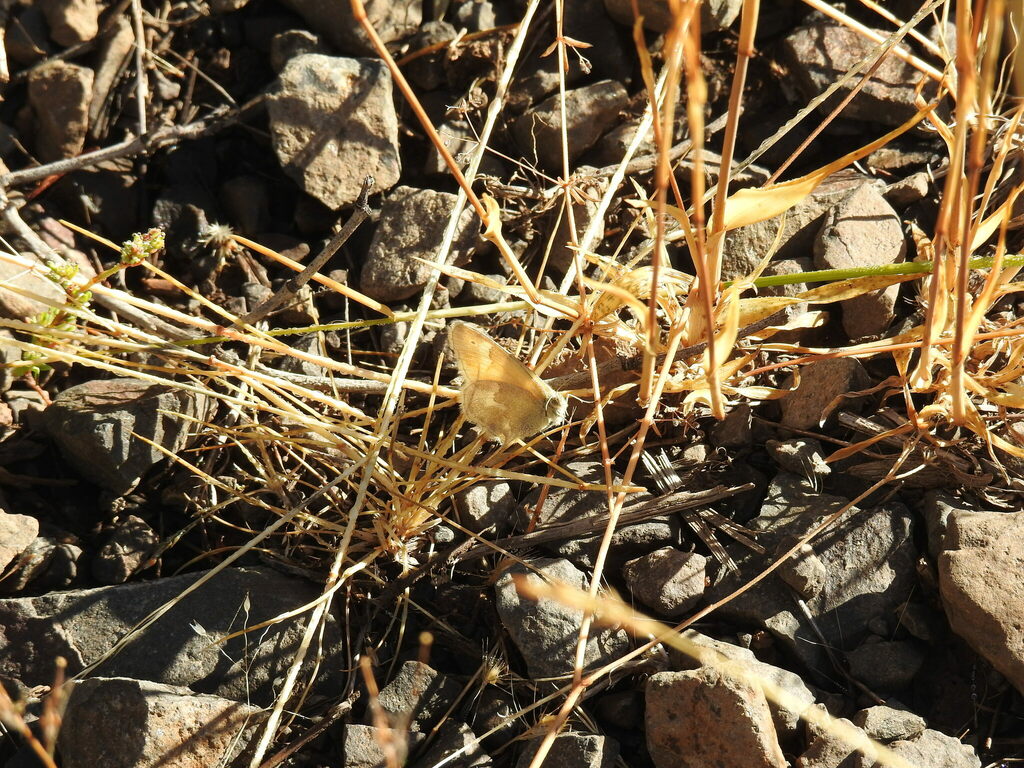 Butterflies and Moths from Umpqua National Forest, Oregon 97447, USA on ...