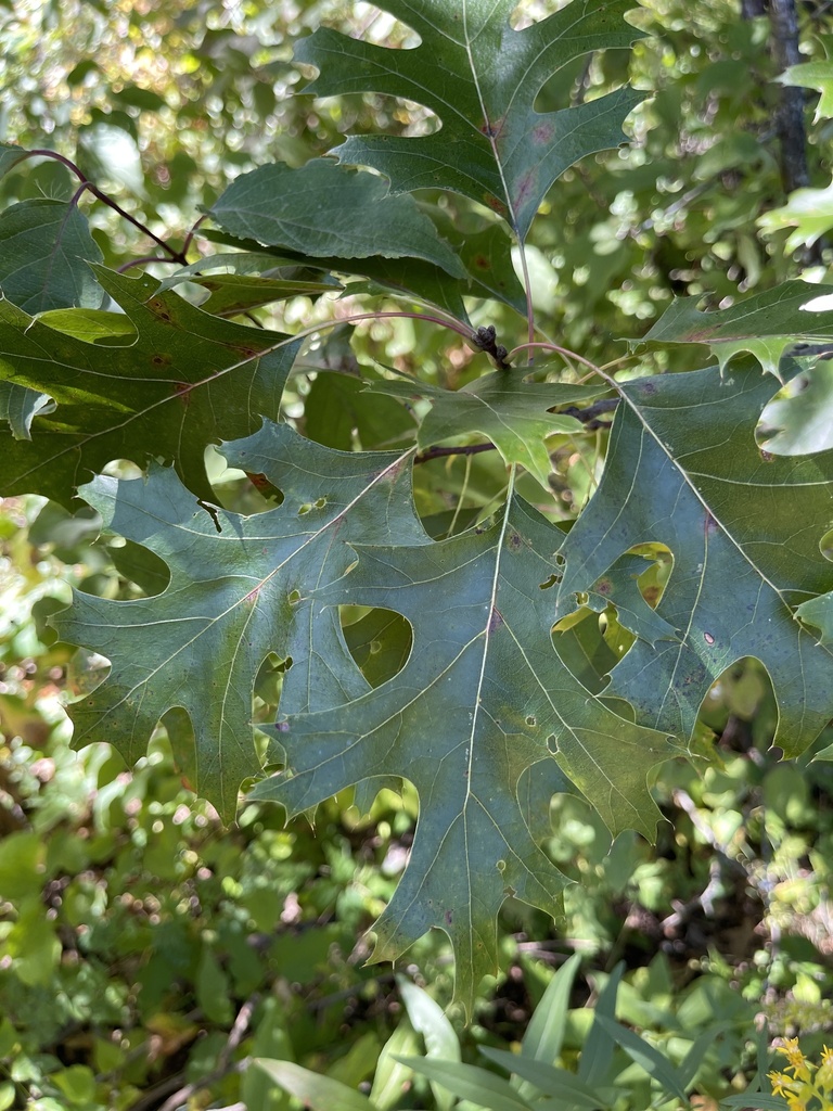 scarlet oak from Owen Conservation Park, Madison, WI, US on October 01 ...
