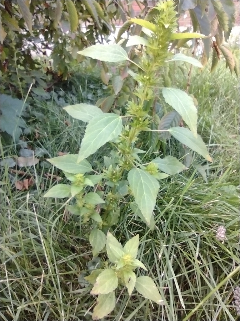 common copperleaf from Detroit, Michigan on October 01, 2022 at 02:58 ...