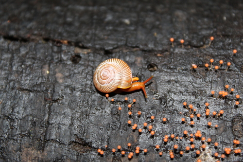 Happia variegata · iNaturalist