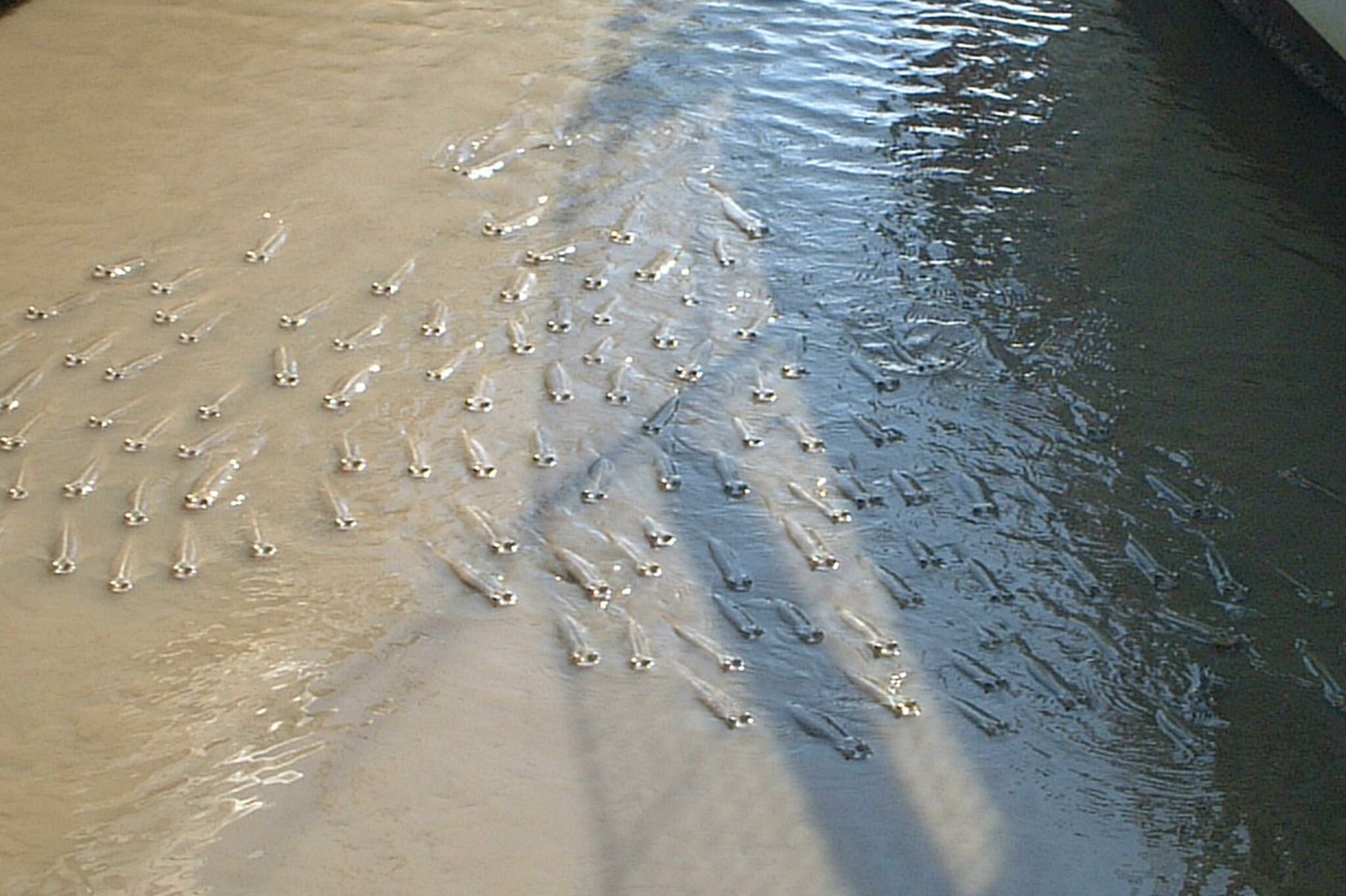 Anableps anableps (Linnaeus, 1758)