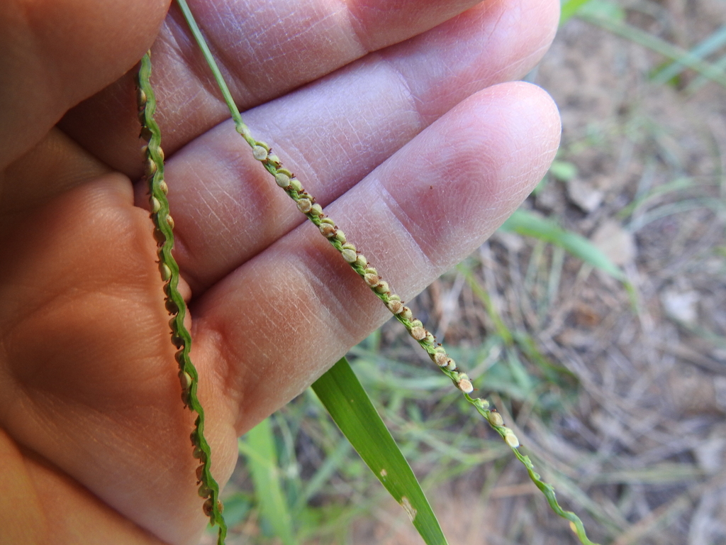 Thin Paspalum from Bastrop County, TX, USA on October 01, 2022 at 08:50 ...