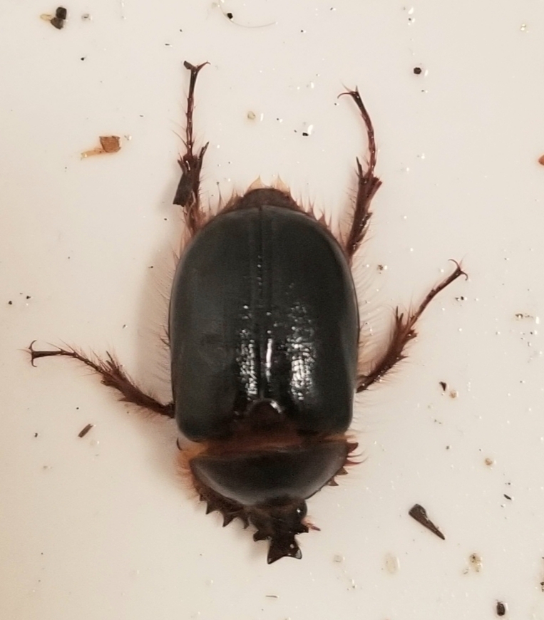 Pleocoma behrensi from Scotts Valley, CA 95060, USA on October 01, 2022 ...