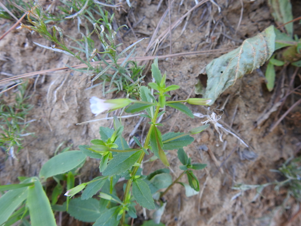 common axil-flower from Bastrop County, TX, USA on October 01, 2022 at ...