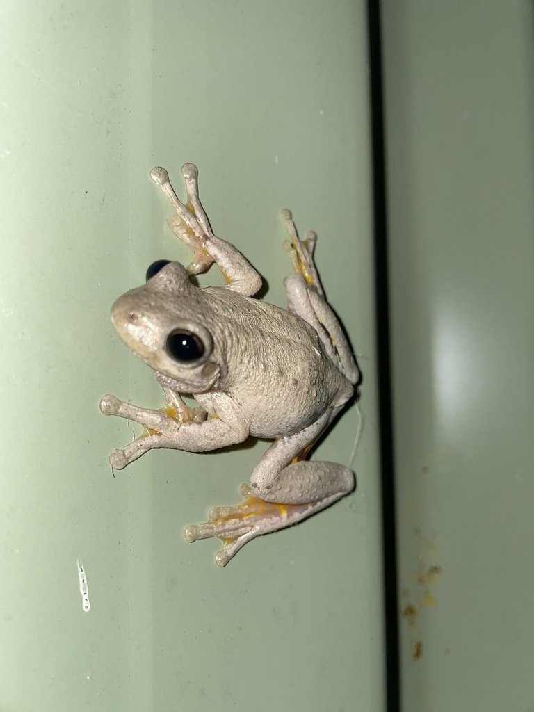 Peron's Tree Frog from Athel Tree Cr, Bradbury, NSW, AU on October 02 ...