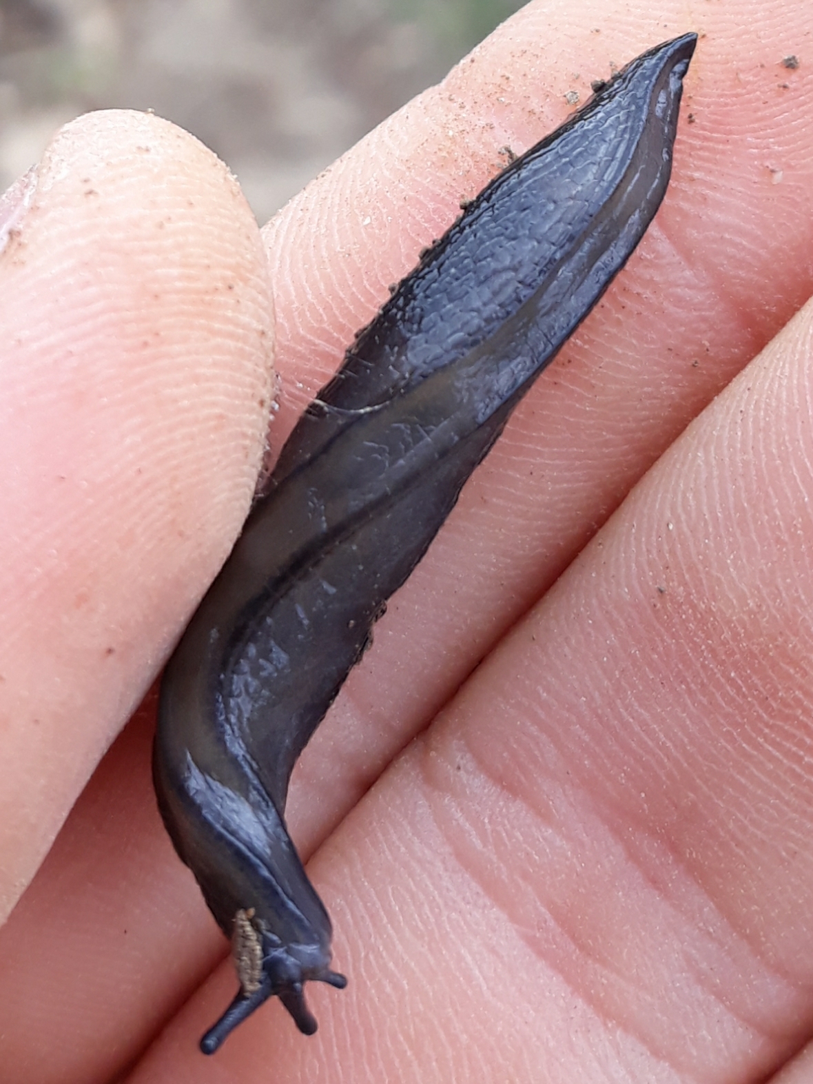 Milax nigricans (Philippi, 1836)