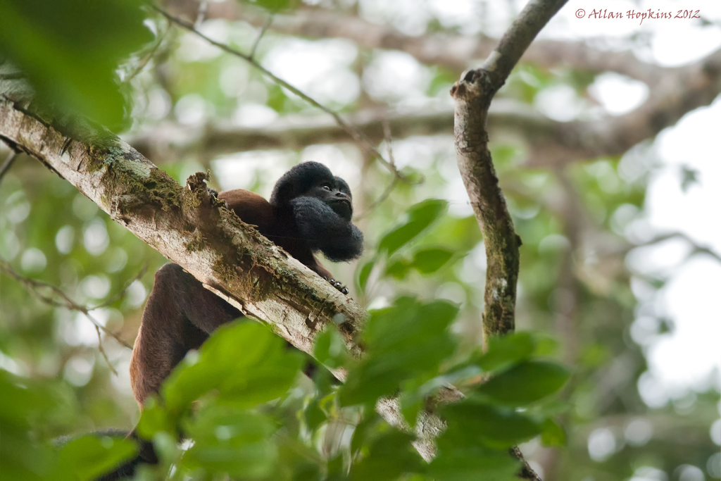 Bearded Sakis (Chiropotes) - Know Your Mammals