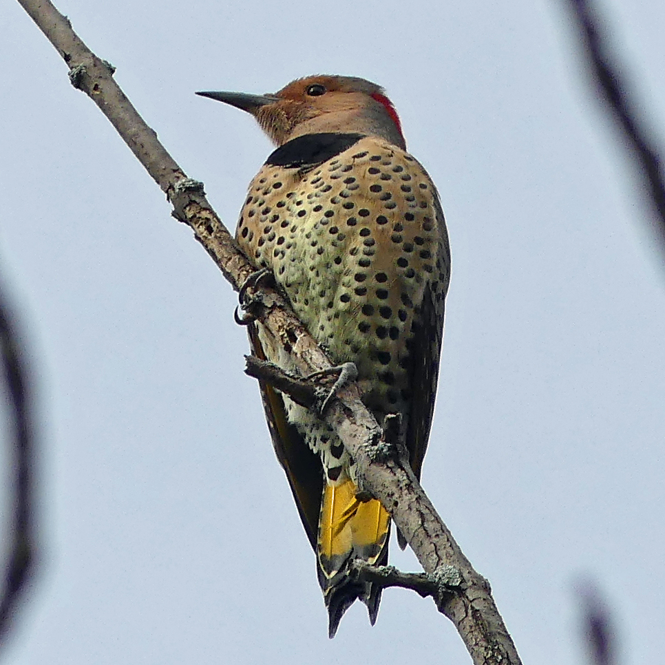 Northern Flicker from Woodbridge, Vaughan, ON, Canada on October 01 ...