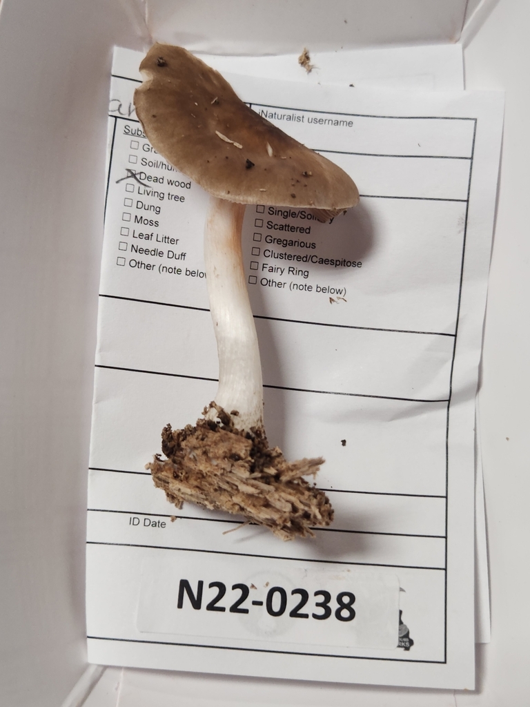 Pluteus hongoi from Boathouse, Potosi, MO 63664, USA on October 1, 2022 ...