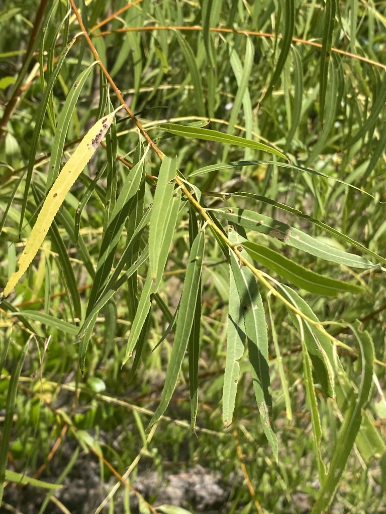 black willow from Sherman, TX, US on October 01, 2022 at 11:39 AM by ...