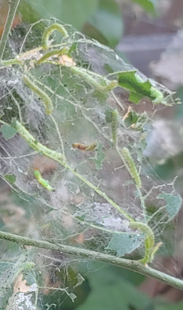 Butterflies and Moths from Grand Prairie, TX 75052, USA on September 22 ...