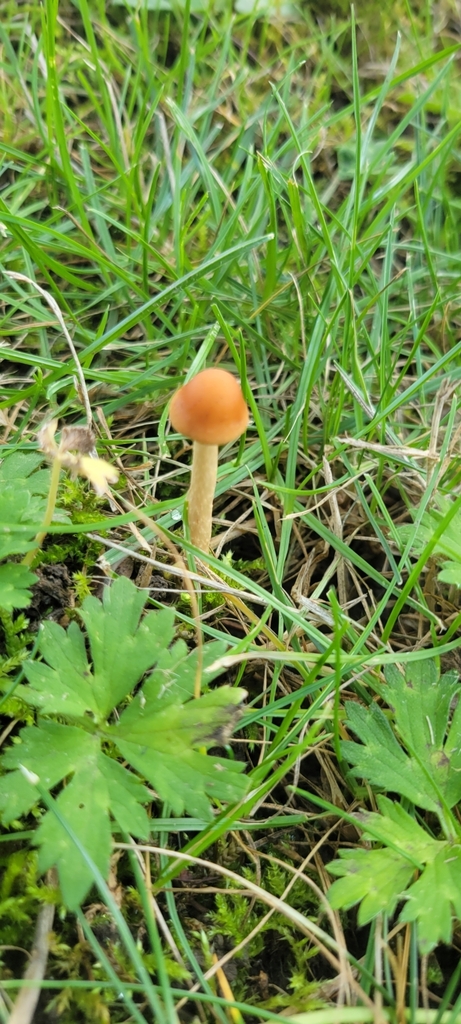 Psilocybe azurescens from Cordata, Bellingham, WA 98226, USA on ...