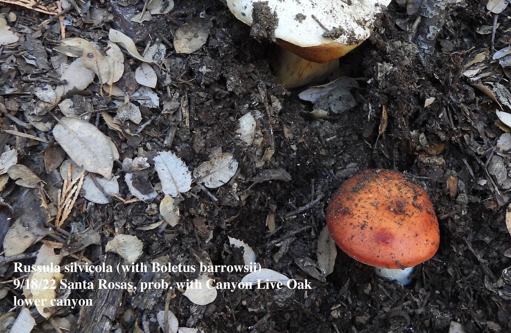 emetic russula from Riverside County, CA, USA on September 18, 2022 at ...