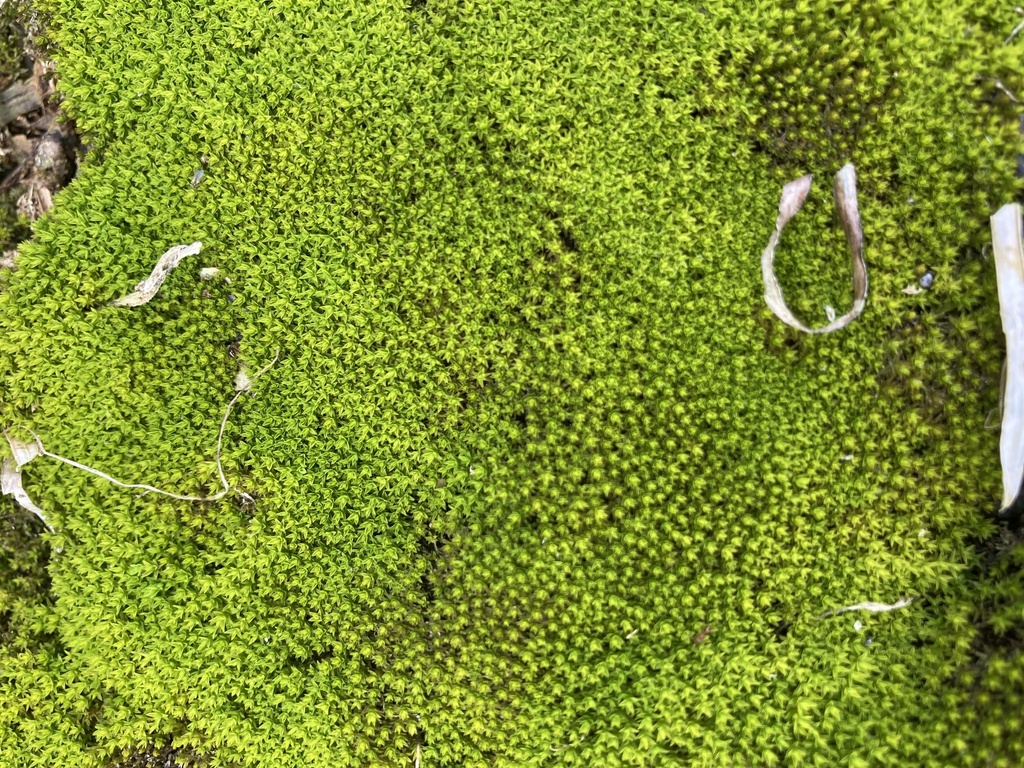 Pottiaceae from Ambury Regional Park, Manukau Ward, Auckland, NZ on ...