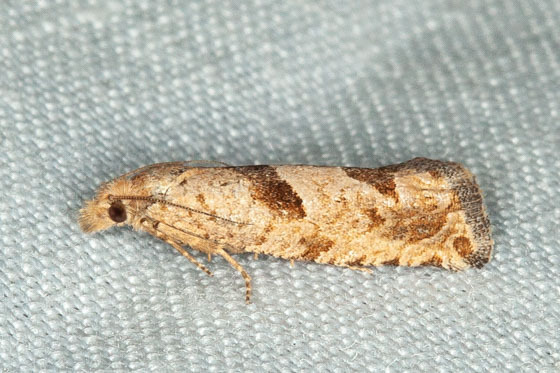 Sunflower Bud Moth from Mirror Lake Hgwy, Summit County, UT, USA on ...