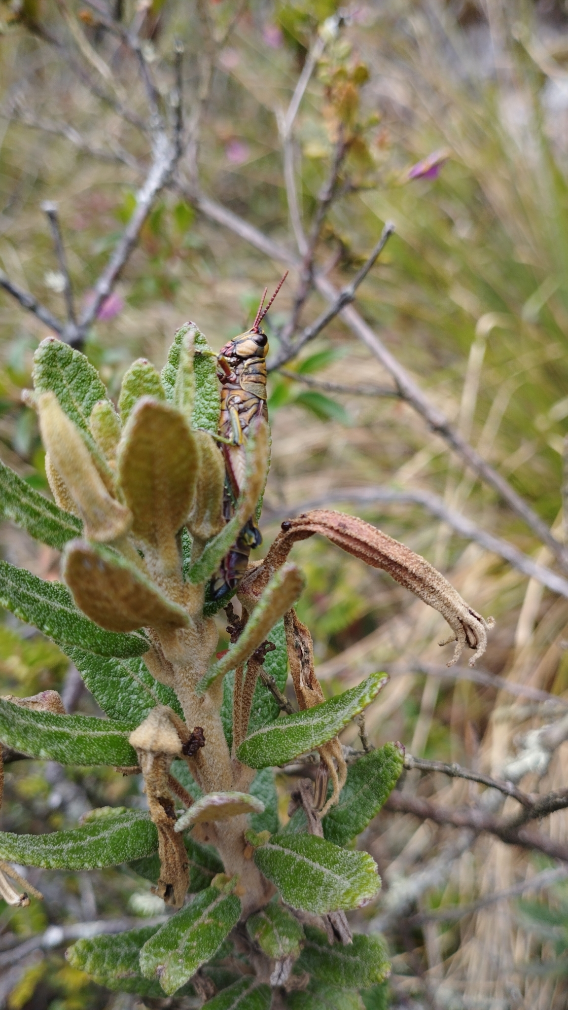 Agesander ruficornis Stål, 1878