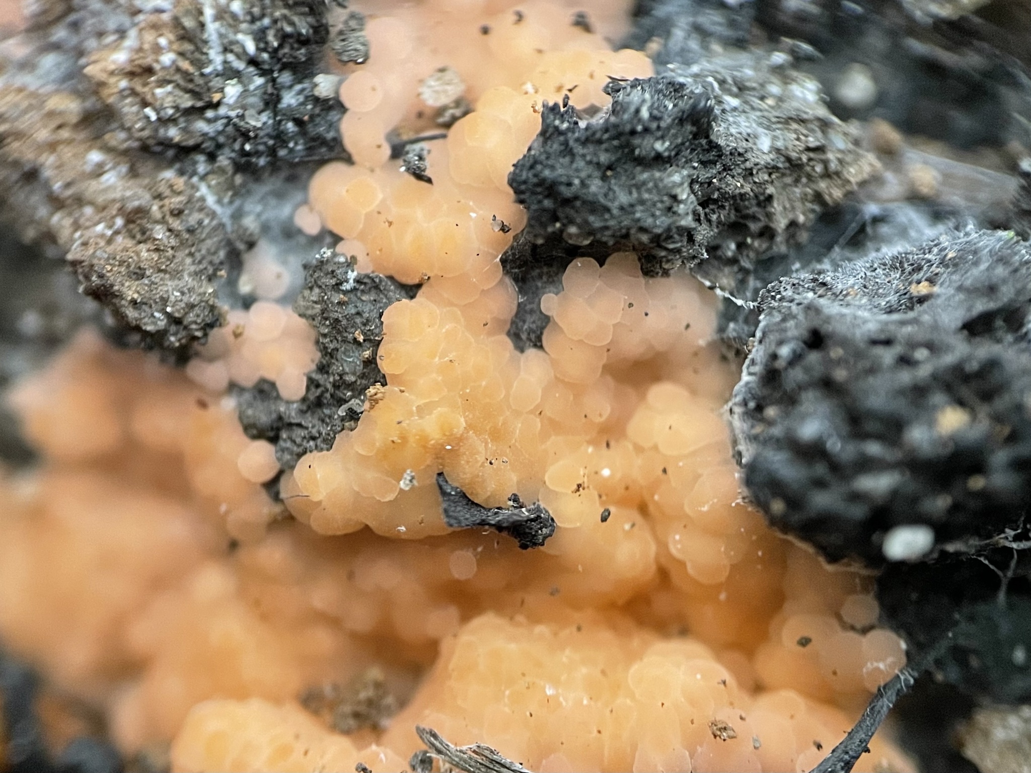 Pyronema Carus, 1834