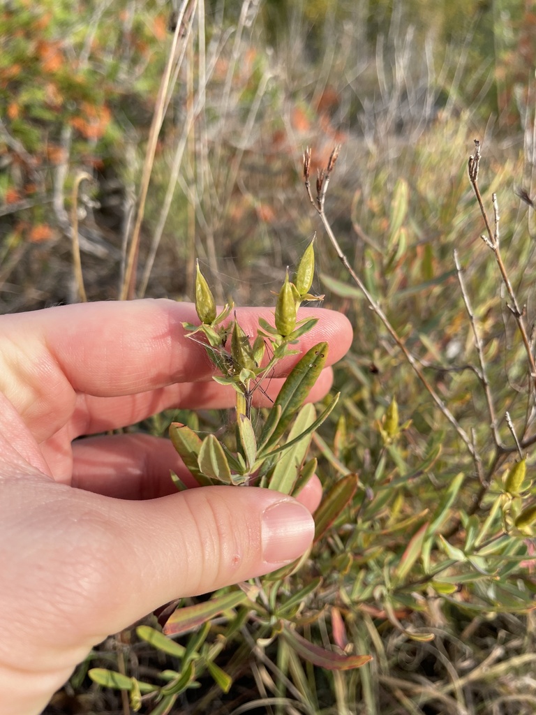 Kalm's St. John's-wort from Fletcher Creek Ecological Preserve ...