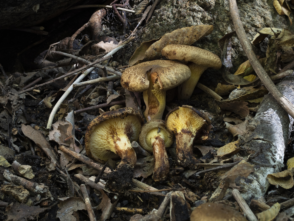 Brown Roll-Rim (Mushrooms and lichens Of Montana) · iNaturalist