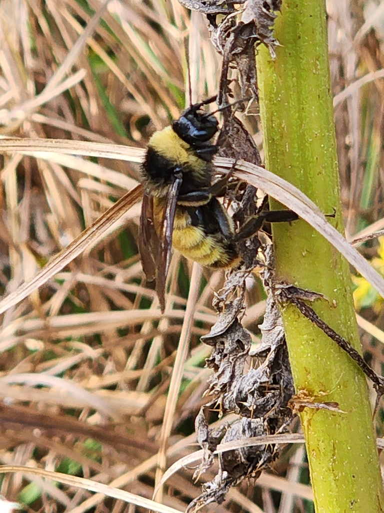 American Bumble Bee from Chicago on September 27, 2022 at 08:11 AM by ...