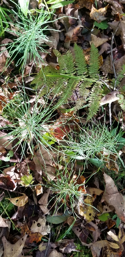 field horsetail from Strafford, VT 05072, USA on October 1, 2022 at 02: ...
