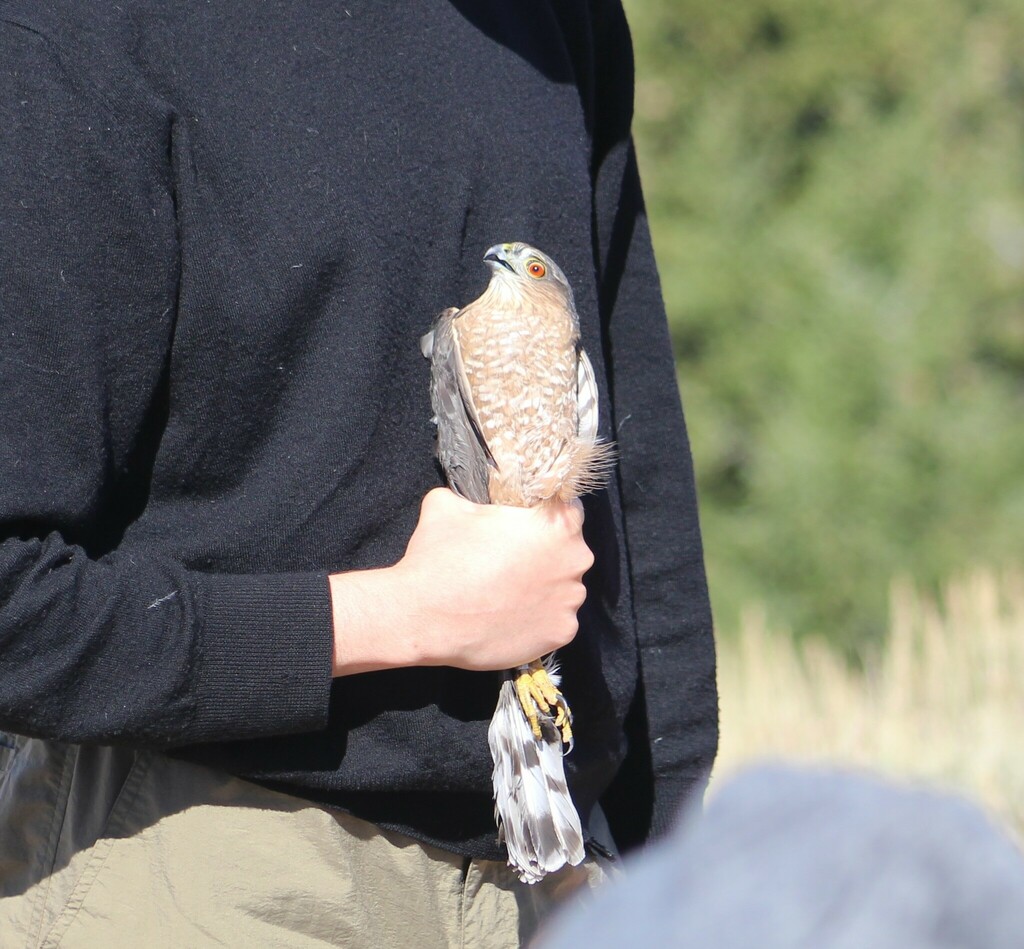 Sharp-shinned Hawk from Ada County, ID, USA on October 1, 2022 by ...