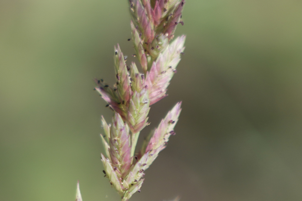 Red Lovegrass from Bastrop County, TX, USA on October 1, 2022 at 11:12 ...