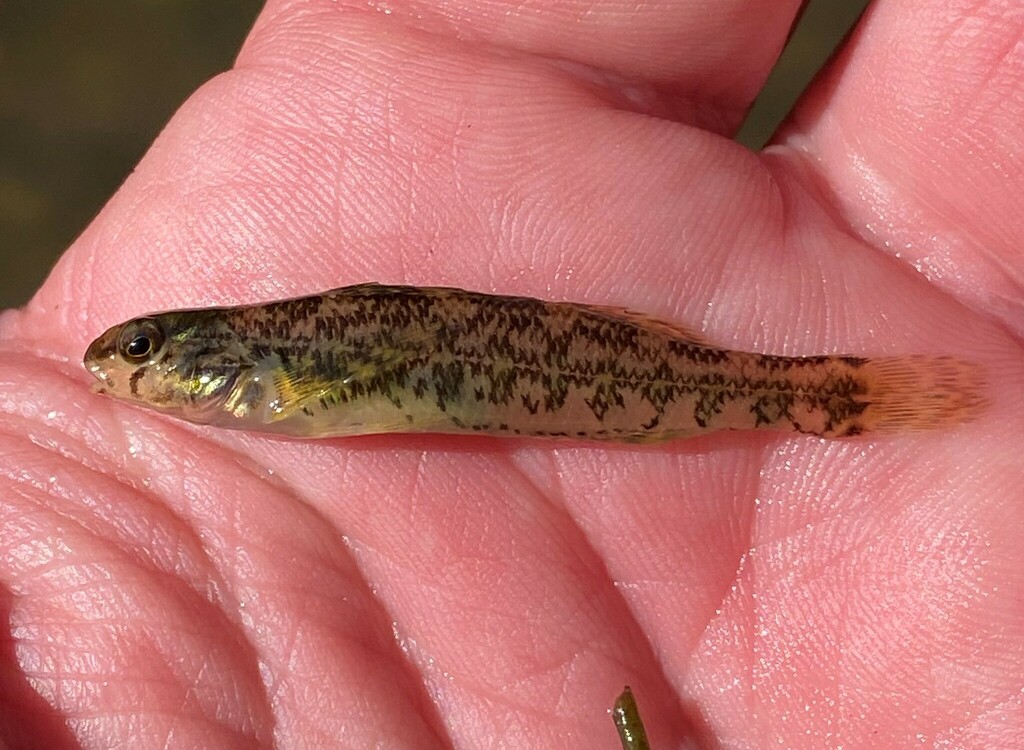 Banded darter from Cypress Creek, Wildwood Park, Lauderdale Co., AL ...