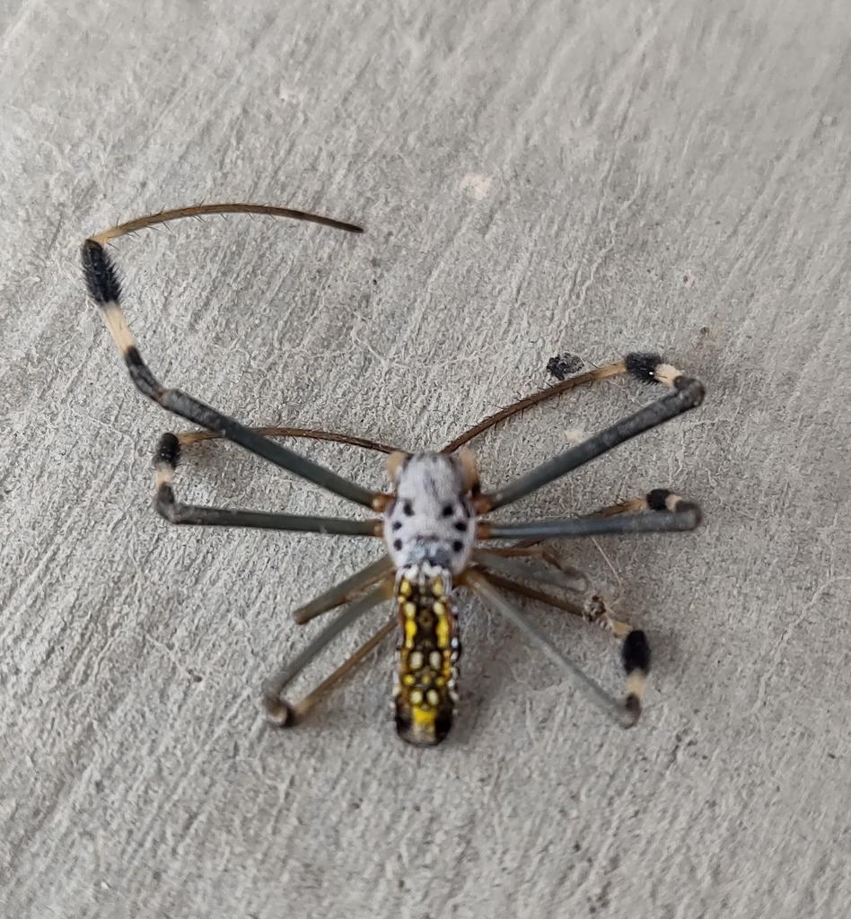 Golden Silk Spider from 45920 Ajijic, Jalisco, Mexico on October 1 ...