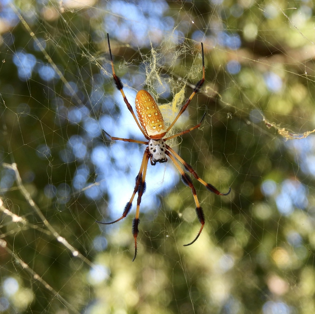 Golden Silk Spider in October 2022 by sewnature · iNaturalist